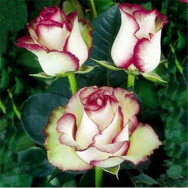 Pink Fire And Ice Roses