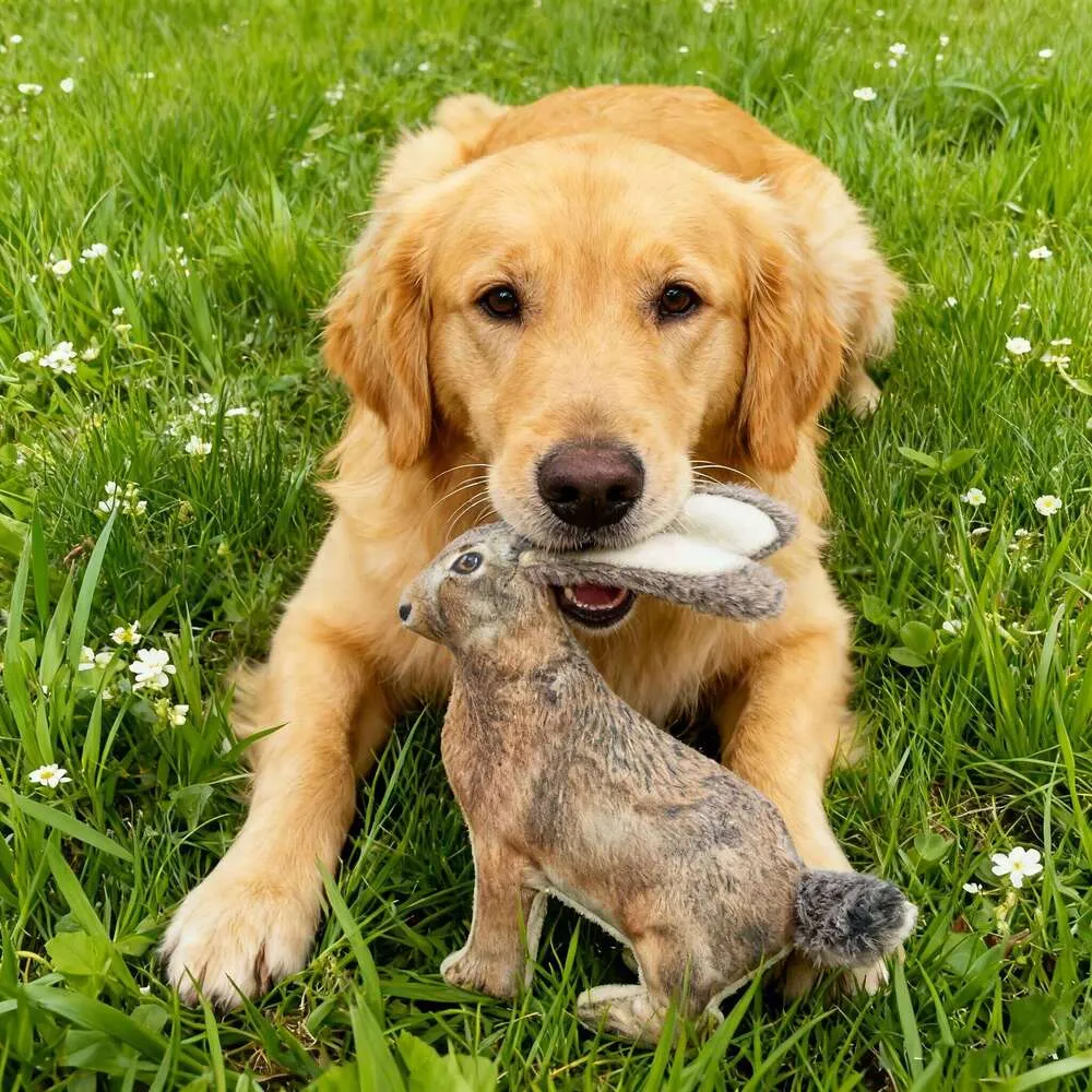 Stuffed Rabbit Dog Toy with Squeaker Soft Double-Layered Bite-Resistant ...