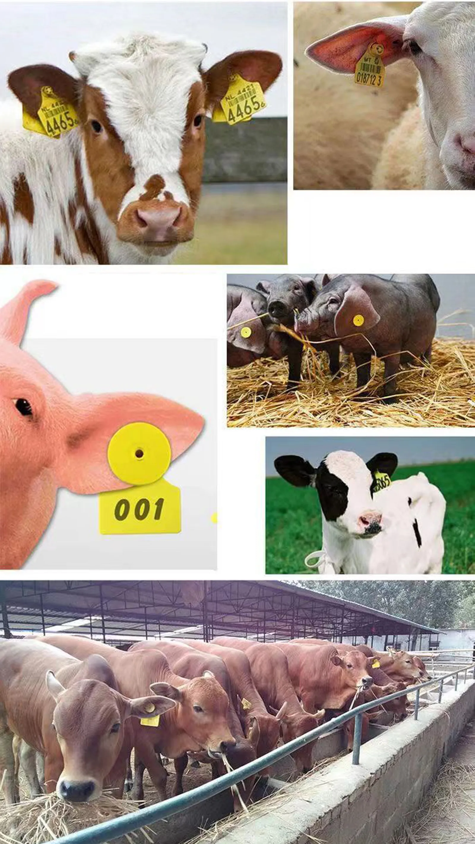 Animal cattle ear marking pliers for Poultry and Farm - Pig, Cattle ...