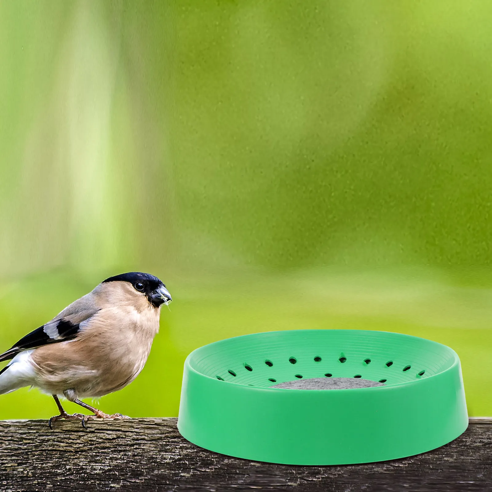 Pigeon Coop With Dove Pigeon Nest Pads And Bowls Durable Plastic ...