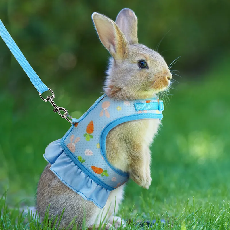 Cute & Comfy Rabbit Harness Leash Set: Adjustable, Breathable, Escape ...