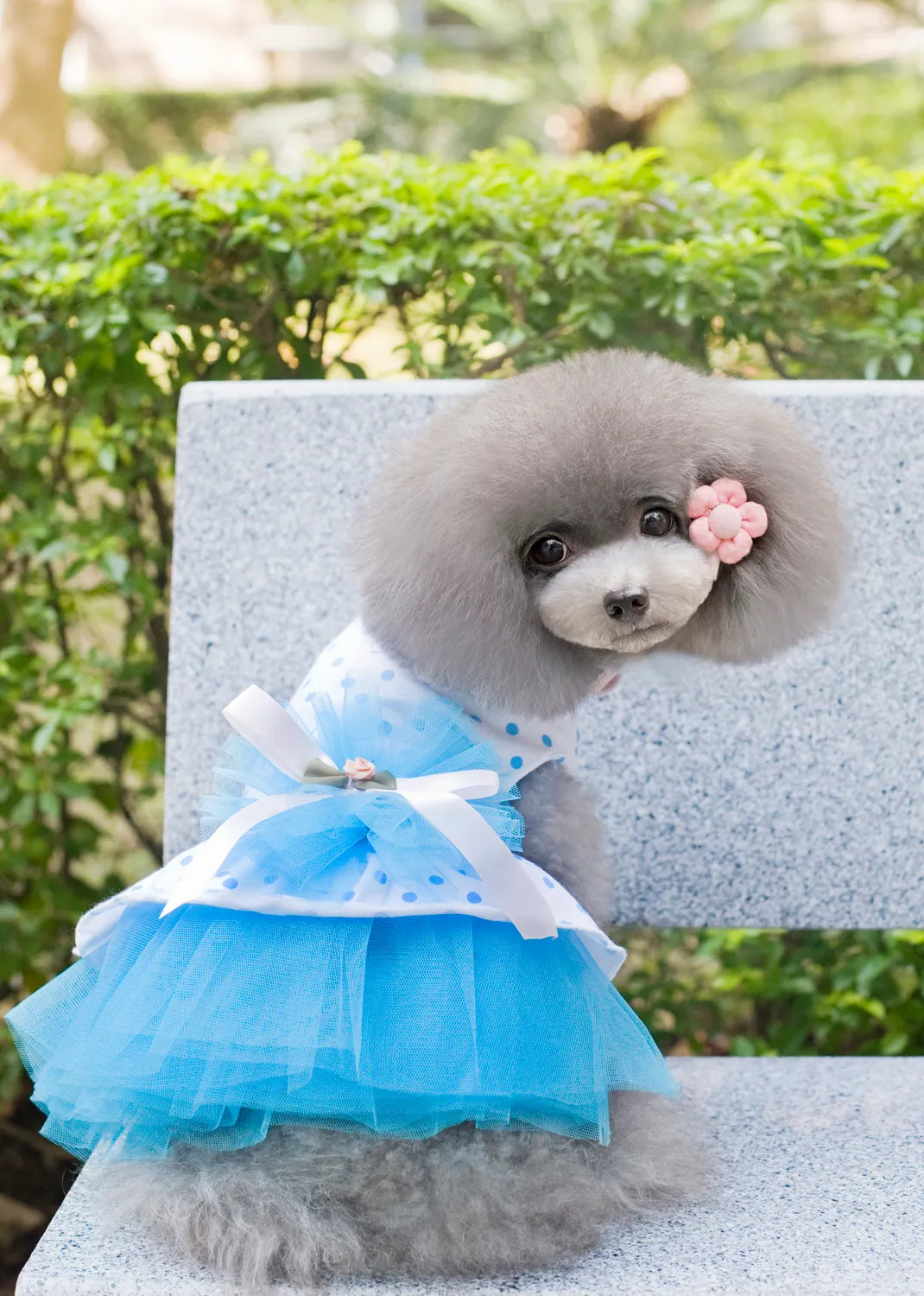 Charming Pet Tutu Dress with Bow - Perfect Summer Outfit for Small Dogs ...
