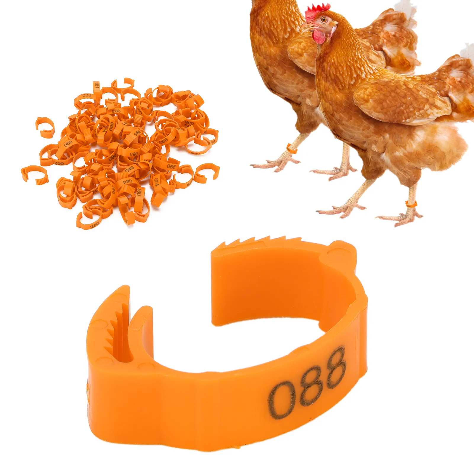 5-Color Adjustable Chicken Leg Rings Numbered Identification Poultry ...