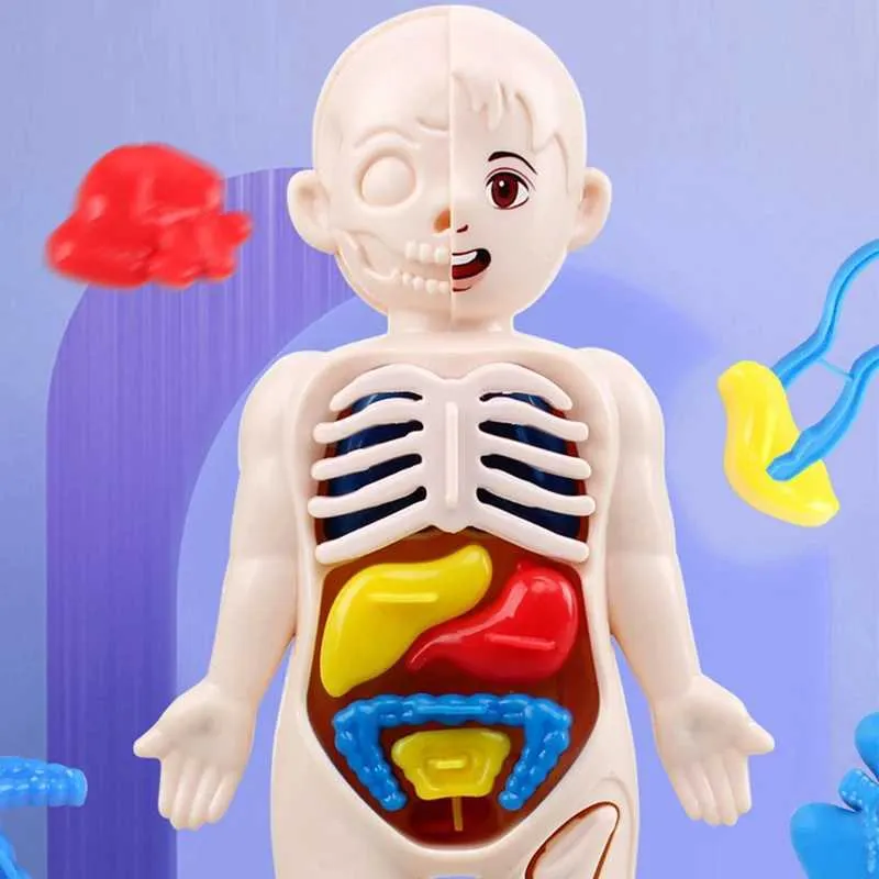Human Body Organs Model for Kids: Early Educational Learning Toy, Torso ...