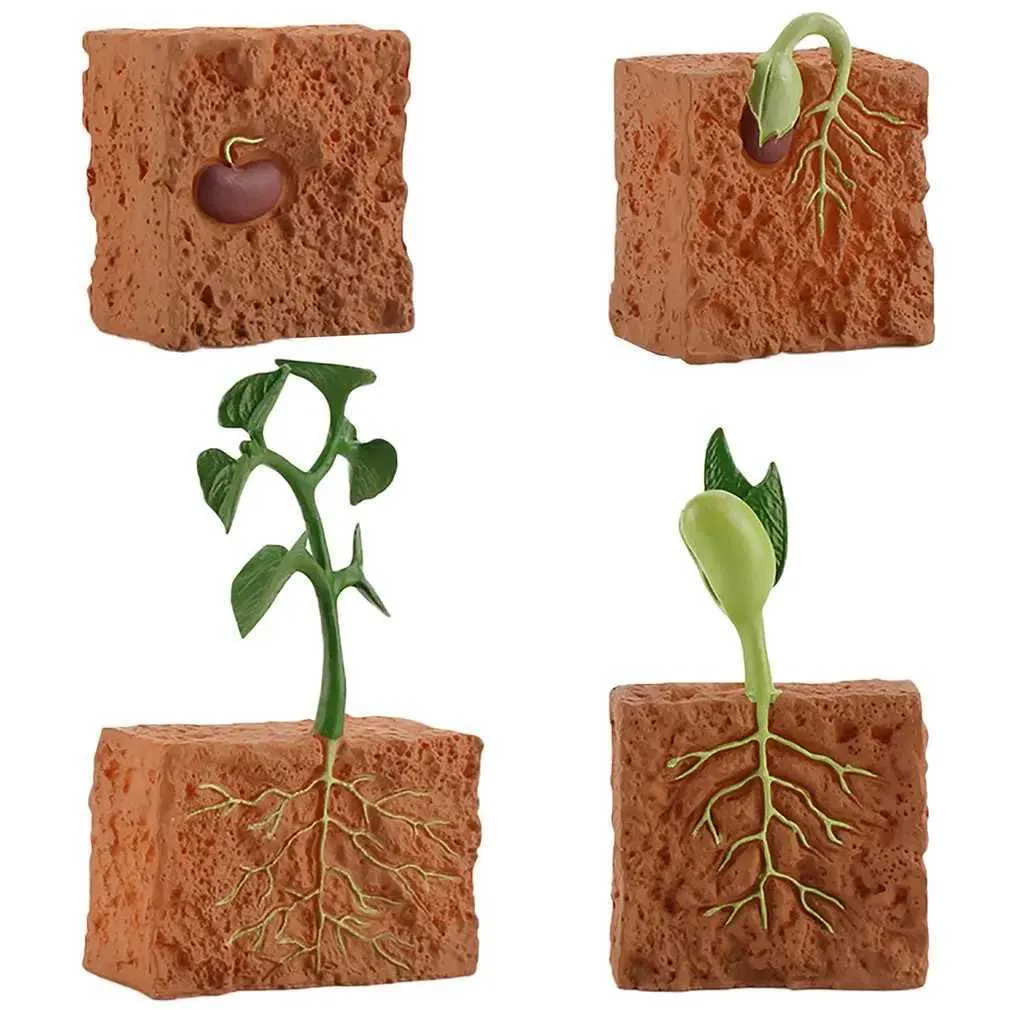 Growing Toys: Green Bean Plant Life Cycle Model Educational Science ...