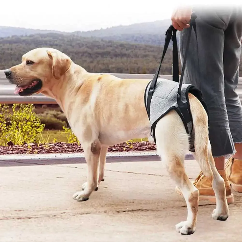 Dog Support Harness Elastic Lift Aid for Disabled Pets with Hind Leg ...