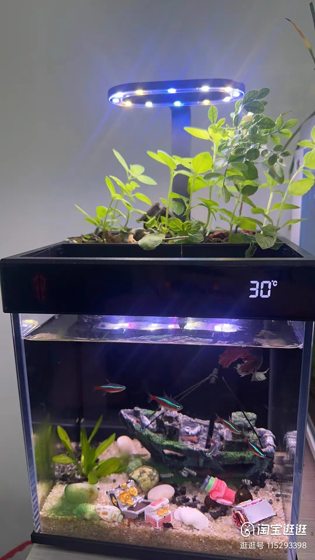 Swamp Fish Tank