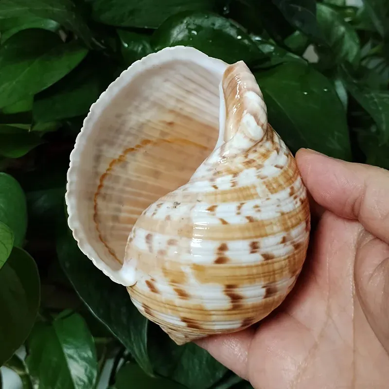 Tonna Dolium Shell Seashell - 9-10CM Big Partridge Tun for Wedding ...