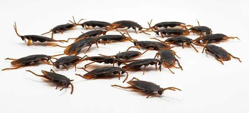 Realistic Cockroach Toy Set 5- - Halloween Prank Props & Gag Gifts ...