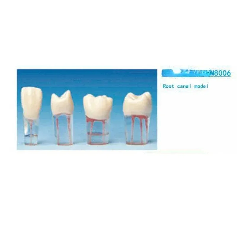 DHgate.com:Clear Resin Dental Endo Training Block Endodontics Root ...
