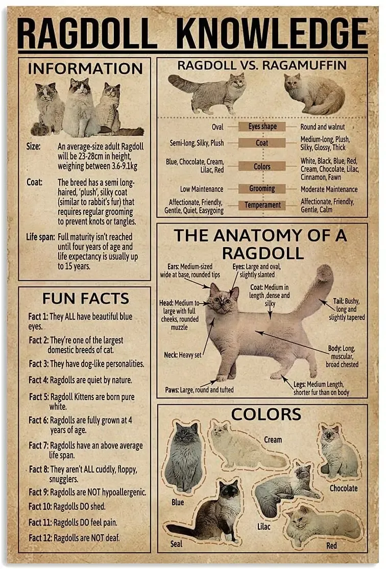 DHgate.com:Hilarious Ragdoll Cat Tin Sign: Decorative Art Poster for ...