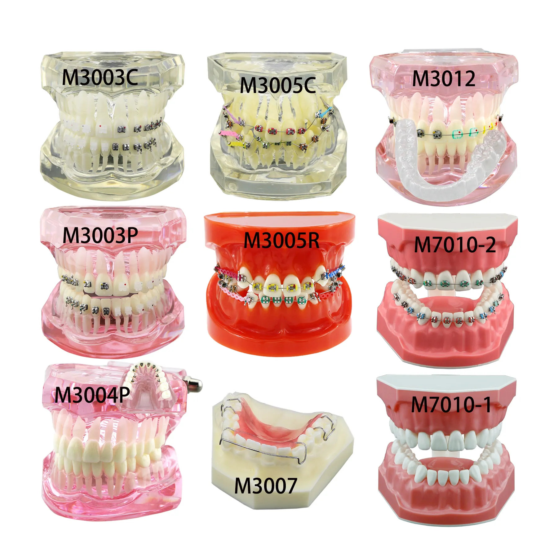 Advanced Dental Teeth Model with Self-Ligating Ceramic Brackets ...