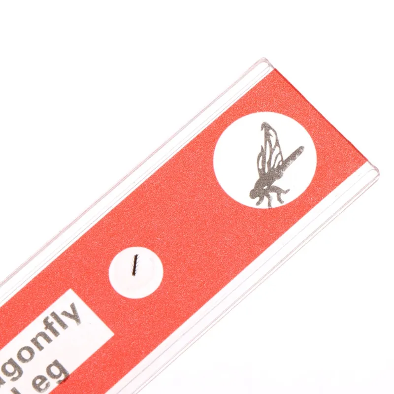 DHgate.com:X37E Plastic Prepared Microscope Slides Animal Plant Insect ...