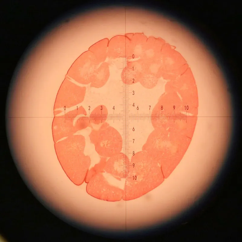 1mm Universal Micrometer Cross-line Graticule Optical Microscope ...