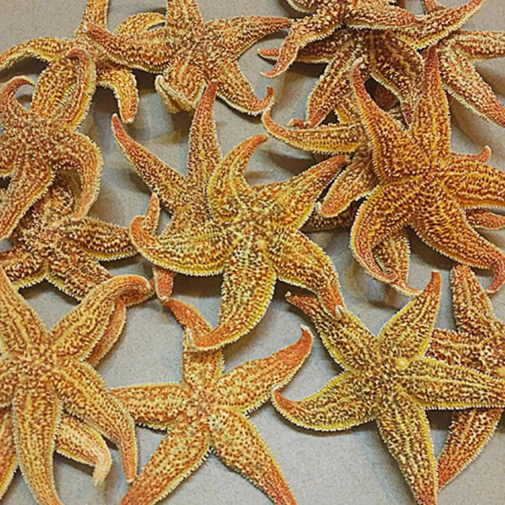 DHgate.com:2Pcs 10-16cmNatural Flat Dried Starfish Ornaments, Mini Sea ...
