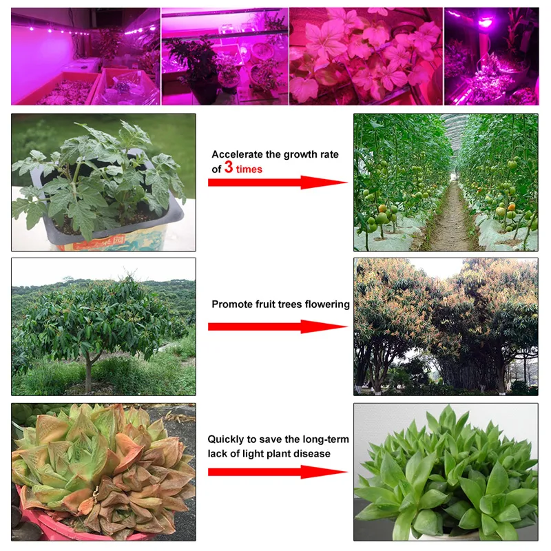 Greenhouse Plant Light 30W 50W 70W Full Spectrum 380-840nm High Voltage ...