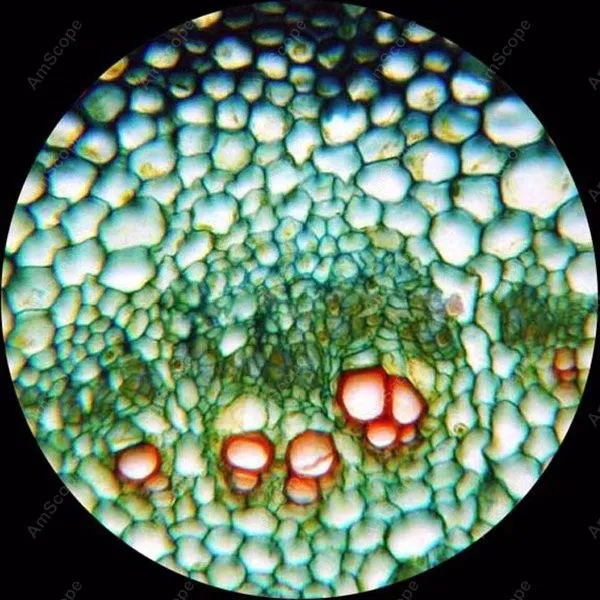 monocot stem under microscope 40x
