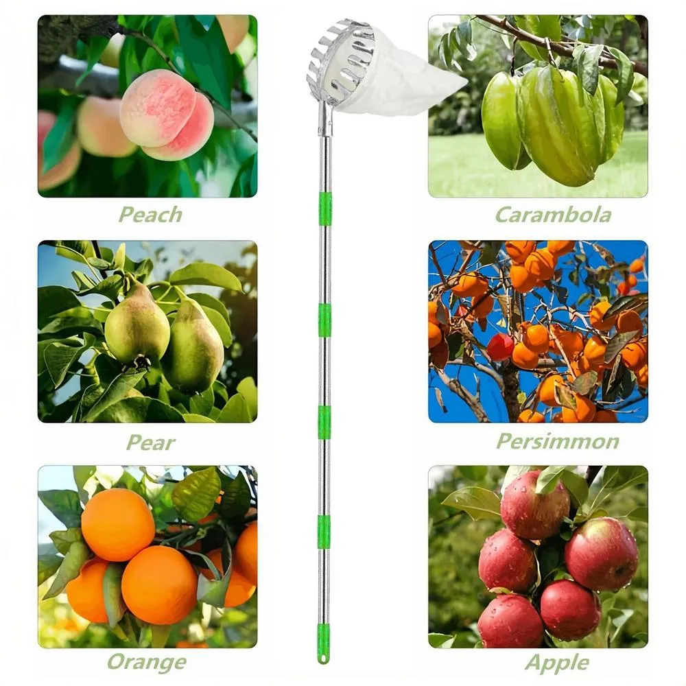 orange tree fruit picker