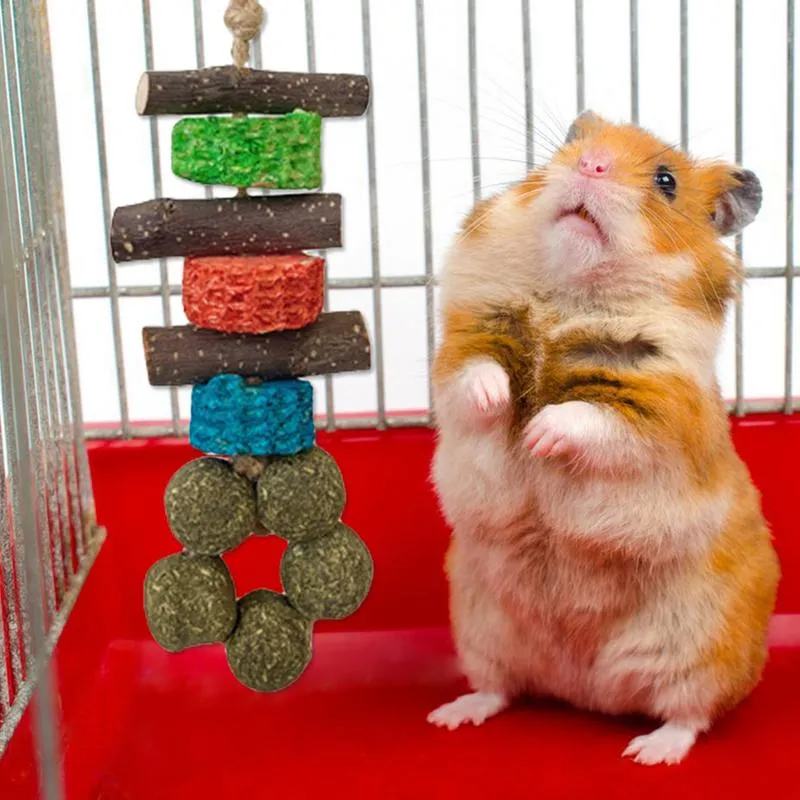 Hamster Teeth Diagram