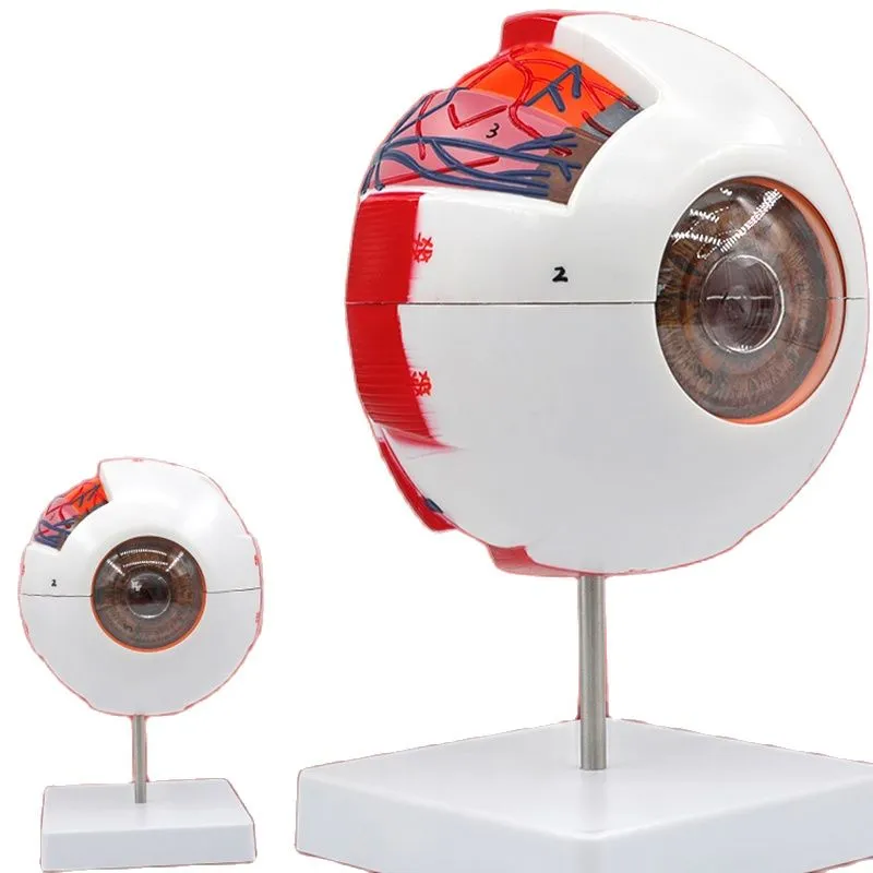 6X Enlarged Human Eye human anatomy model with Numeral Sign and ...