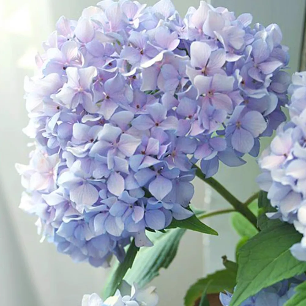 hydrangea veiner
