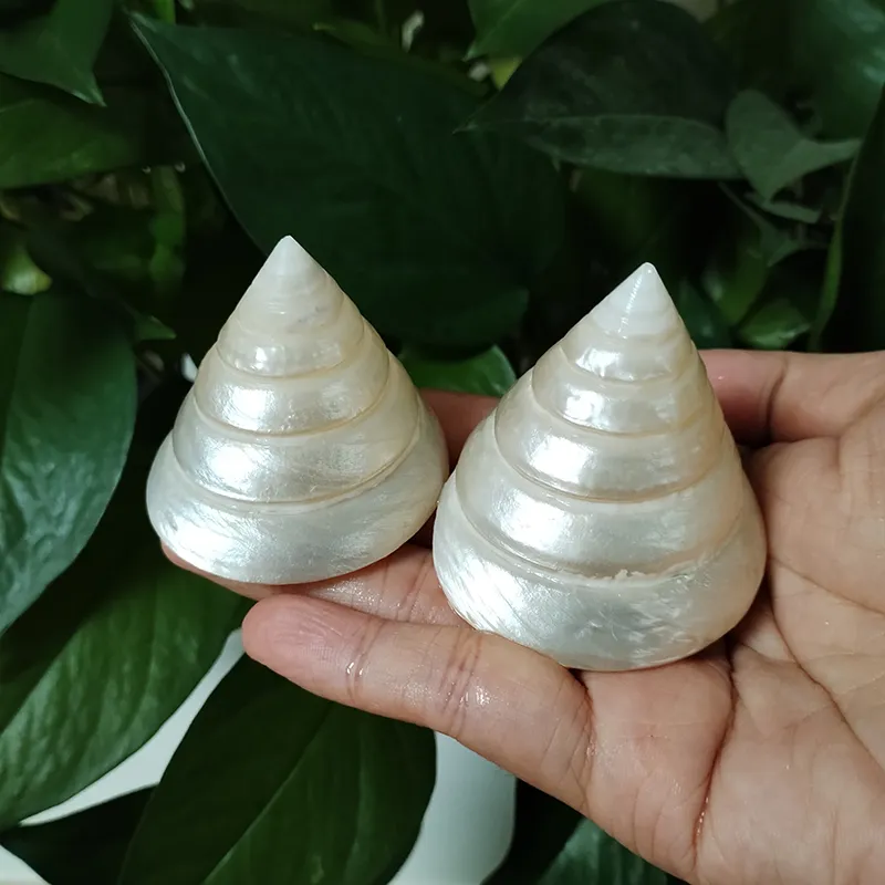 Natural White Pearl Tower Snail Shells Fluorescent Sea Shell Aquarium ...