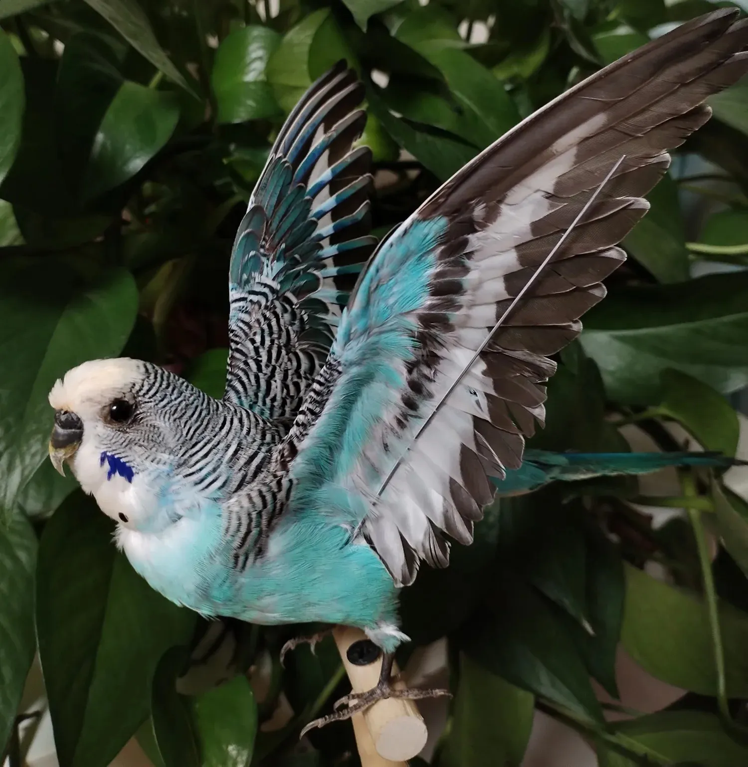 Decorative Parrots: Lifelike Budgie Figurine Home Interior Bird ...