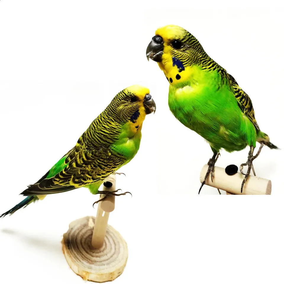 Decorative Parrots: Lifelike Budgie Figurine Home Interior Bird ...