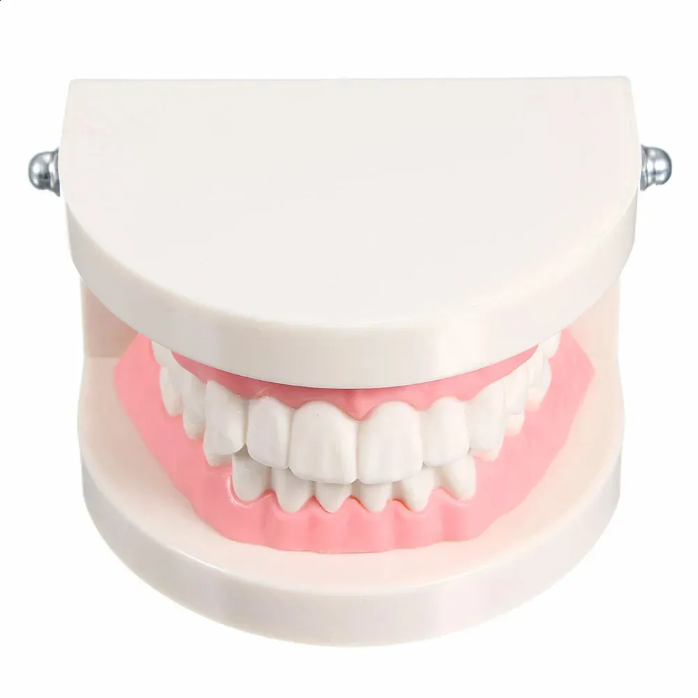 Giant PVC Tooth Implant Model 3 For Standard Studying And Oral Health ...