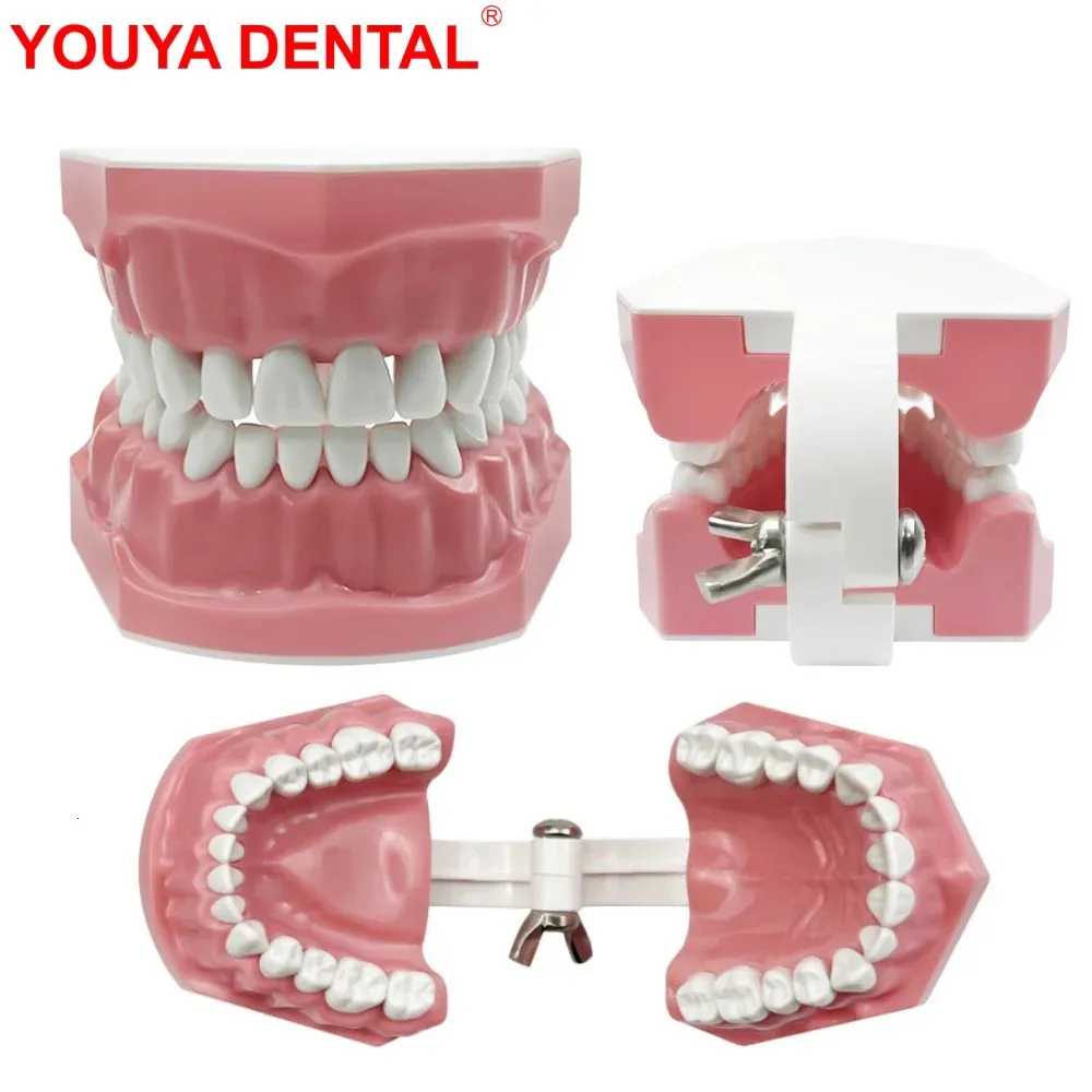 Plastic Teeth Models For Dental Teaching Dentist... From Huo04, $8.38 ...