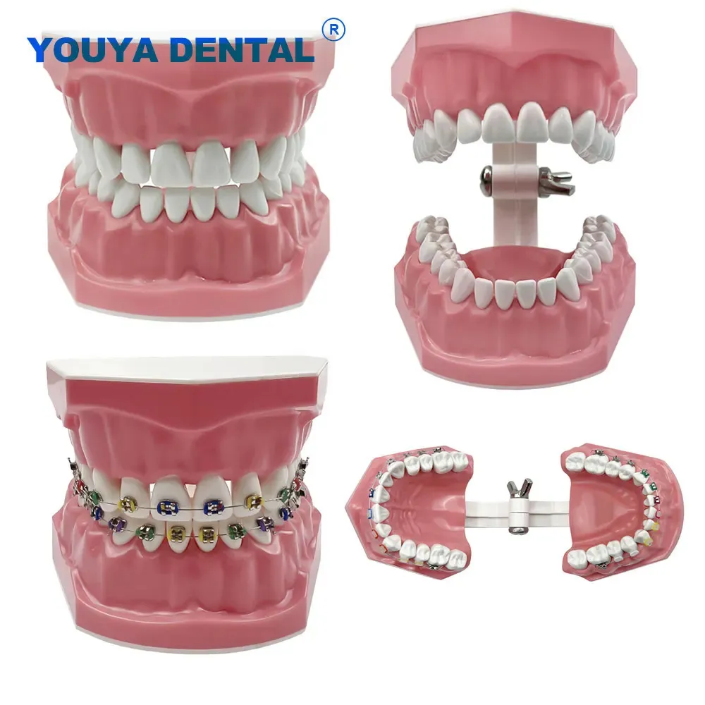 Standard Orthodontic Jaw Teeth Model Typodont For Dentistry Education ...