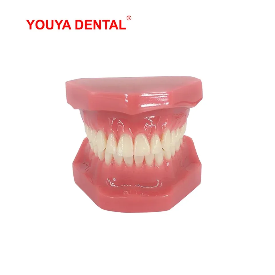 Anatomical Teeth Models: Adult Dental Model For Studying, Teaching, And ...