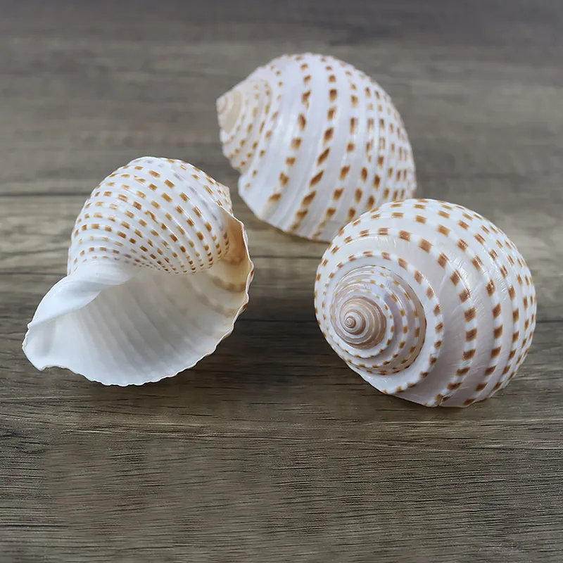 Hermit Crab Shells Large Spotted Turbo Seashells 8 10... From ...