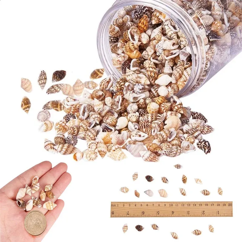 Small Natural Conch Seashell Decorative Pieces for Home and Aquarium ...