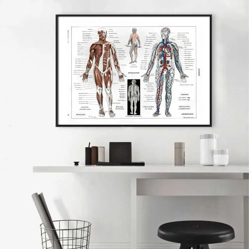 Vintage French Human Body female reproductive anatomy...