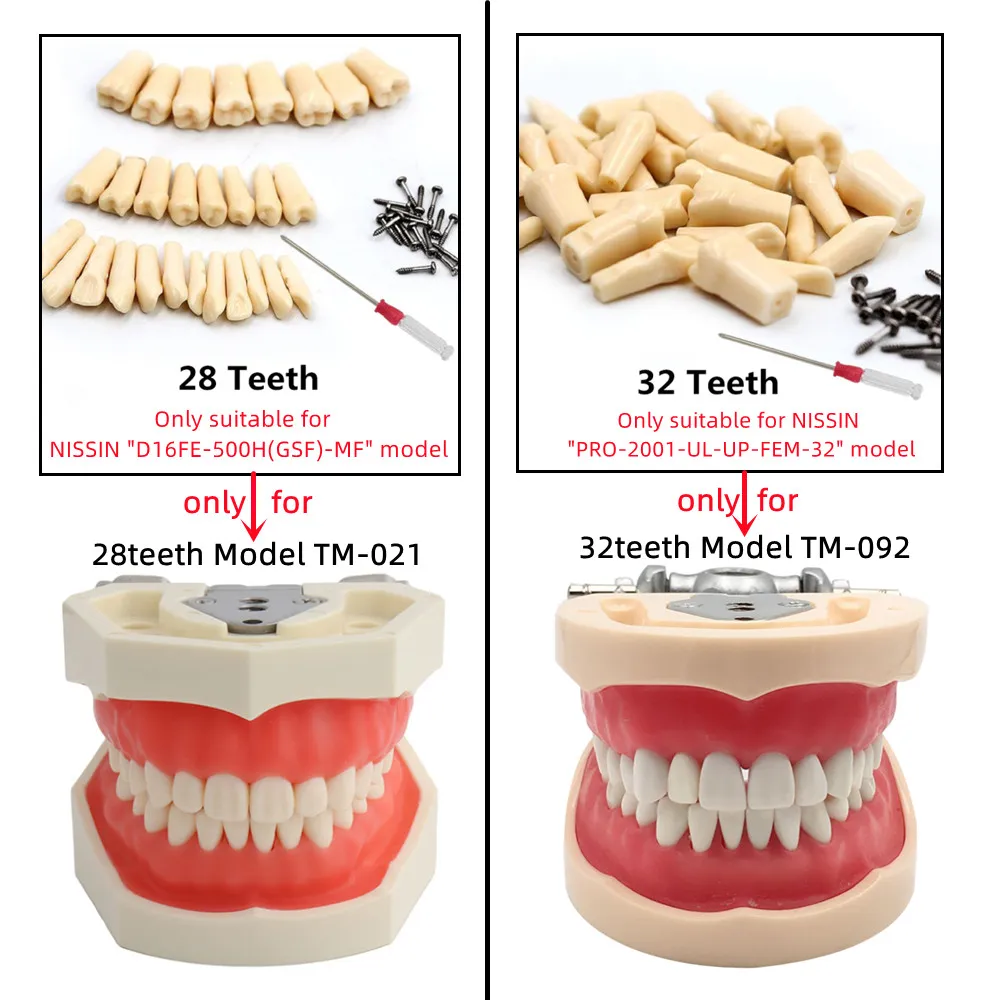 Dental Model Typodont Teeth Gum Set: Resin Dental Training Jaw Model ...