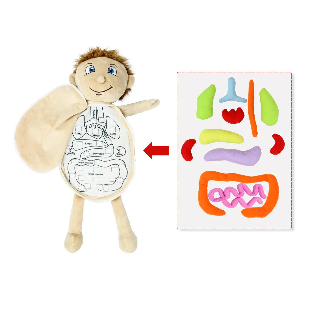 Human Body Anatomy Toy, Montessori Preschool Educational Organ Plush ...