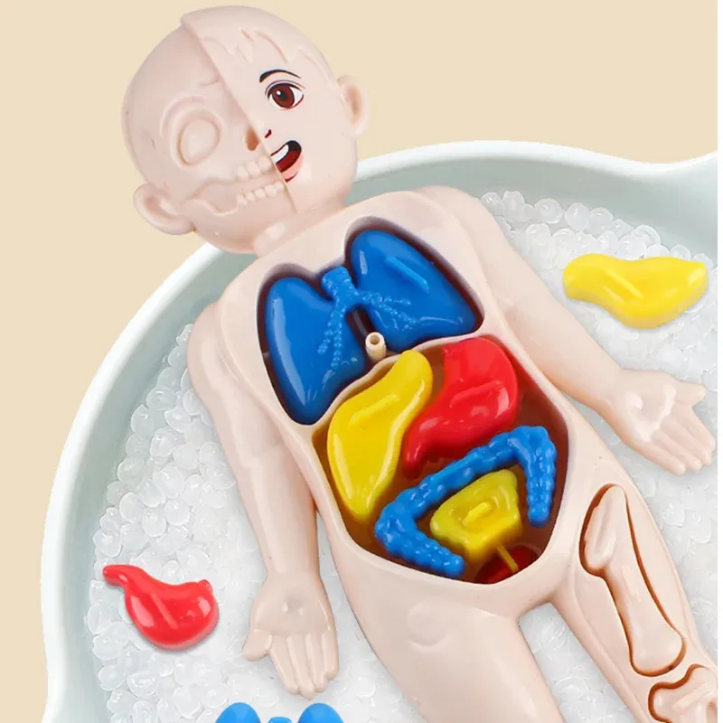 Human Mannequins Anatomy Model 3D Montessori Puzzles For Children's ...