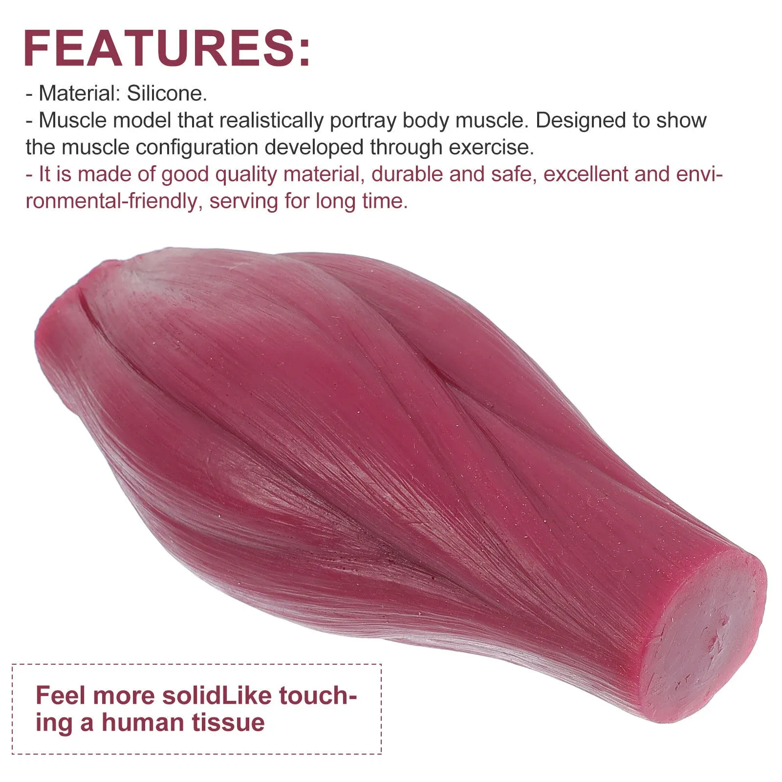 Body Anatomy Model: Educational Shoulder Toy For Athletes With Puzzle ...
