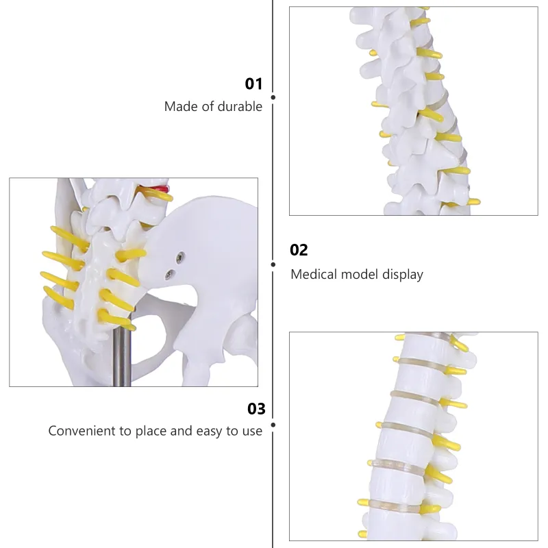 Model Spine Anatomy Human Spinal Anatomical Models Training Lumbar ...