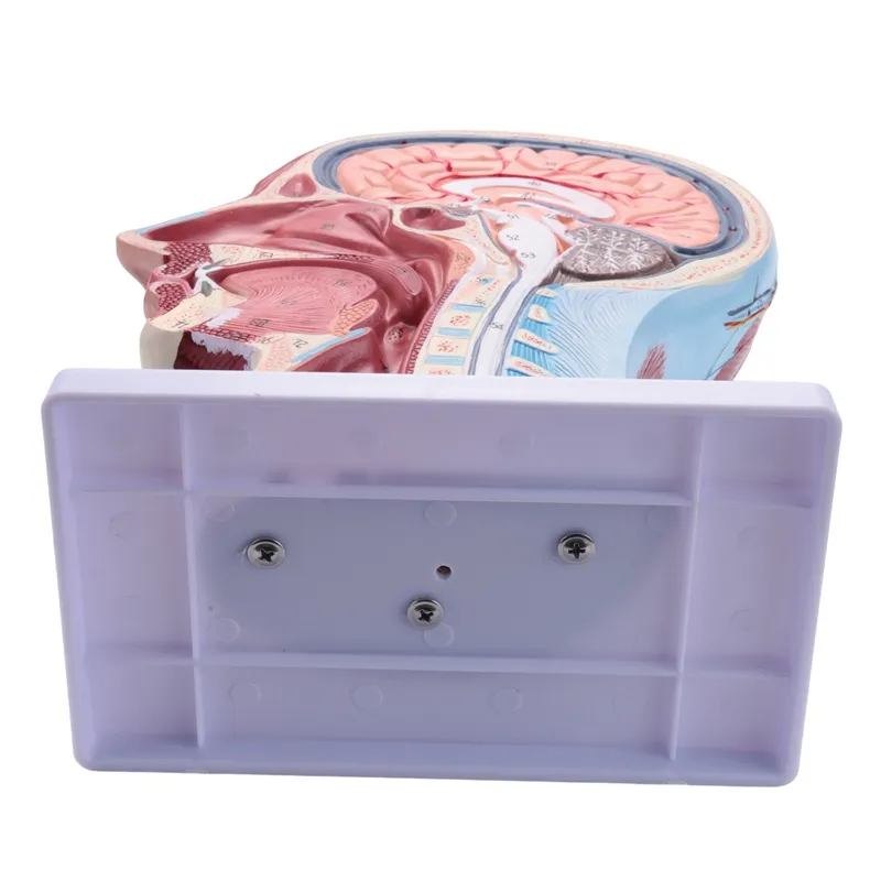 Human Half Head Neurovascular Model Life Size Anatomical Skull, Brain ...