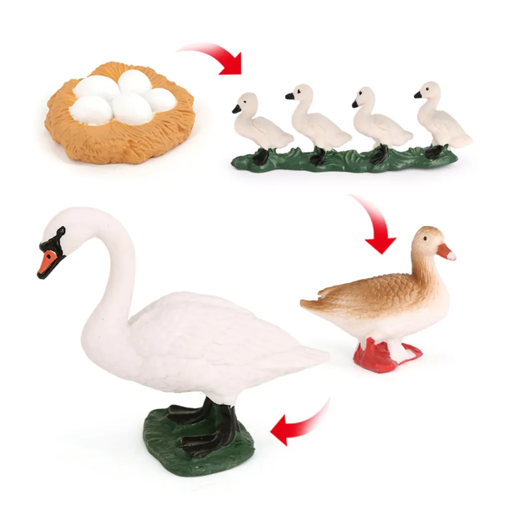 Swan Life Cycle Figures Set Educational Animal Growth Stages Kit ...