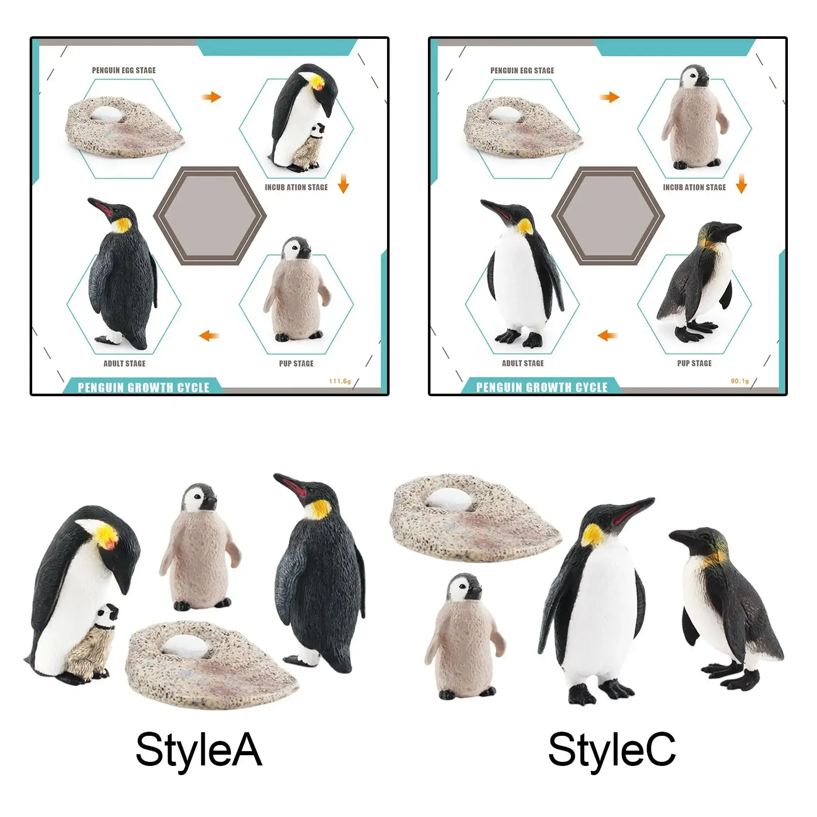 Ciclo De Vida De Un Pinguino