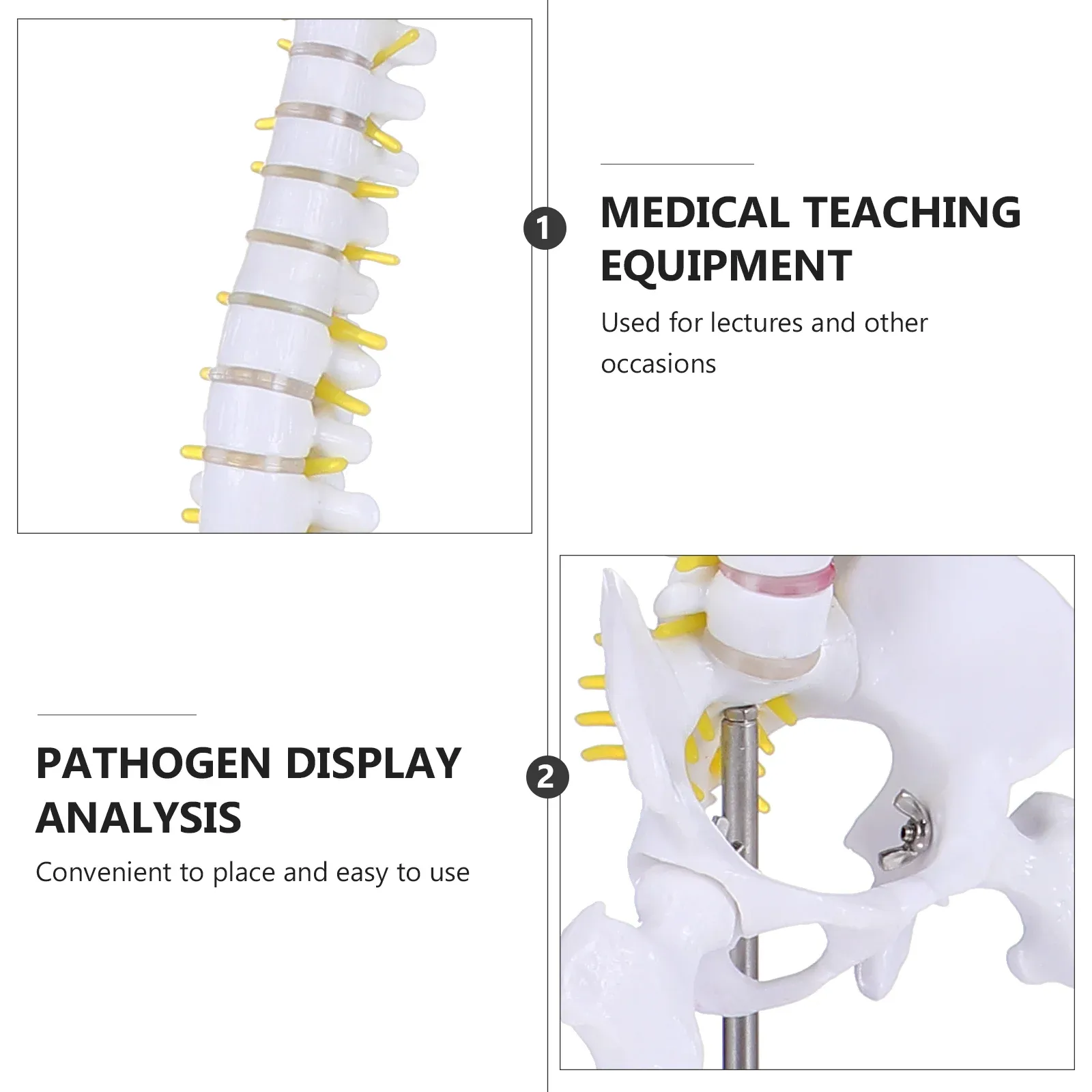 Model Spine Anatomy Human Spinal Anatomical Models Training Lumbar ...