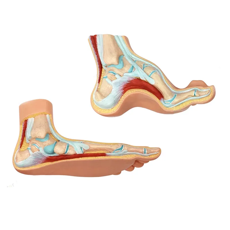 1:1 Human Foot Anatomy Model - Normal, Flat, & Arched Foot - Medical ...
