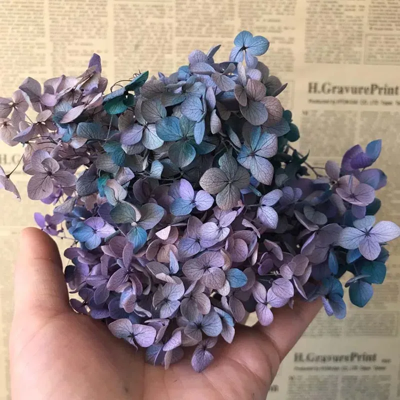 Real Dried Hydrangea Flowers: 20g Natural Preserved Flower Heads for ...