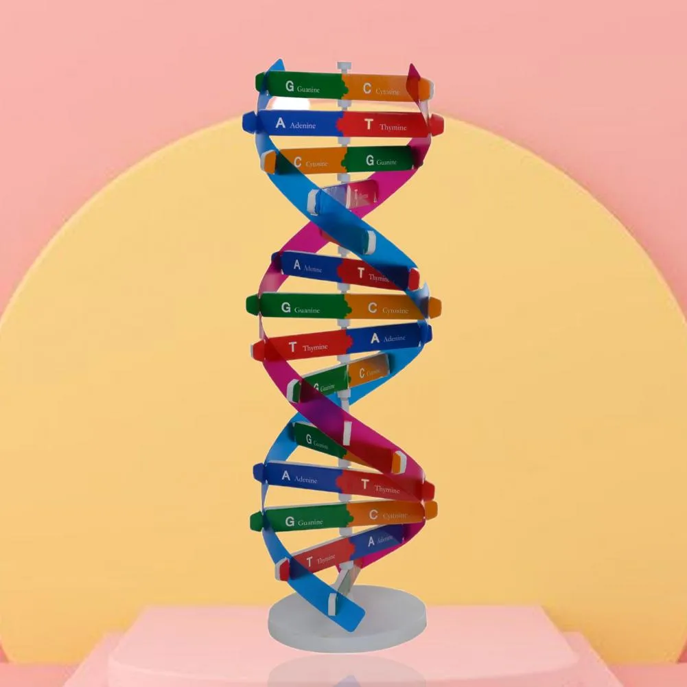 Modelo De DNA Double Helix Toy De Enseñanza: Genes Humanos De Bricolaje ...