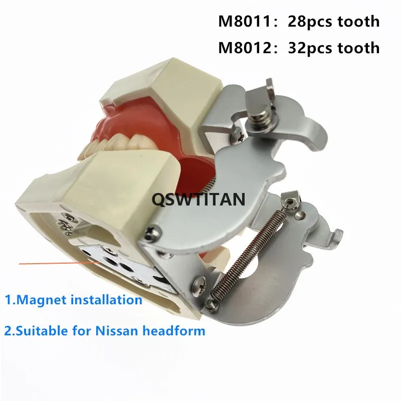 Advanced Dental Phantom Head Teeth Model with Interchangeable Screw ...