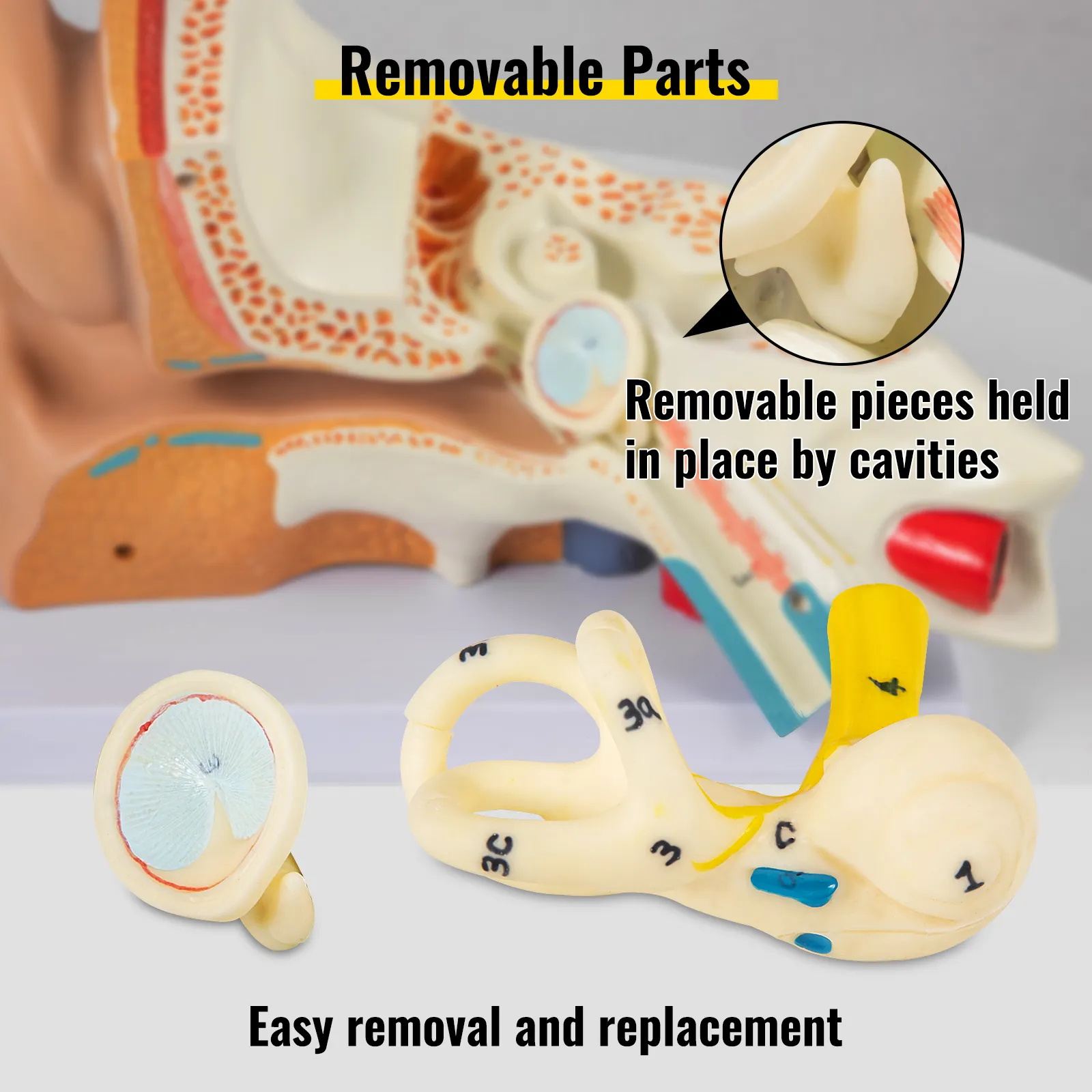 Inflatable PVC Oversized Ear Anatomy Model: 5X Enlarged, Dismountable ...