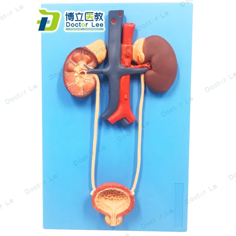 Anatomical Teeth Models: Human Urinary System Model Kidney, Ureter ...